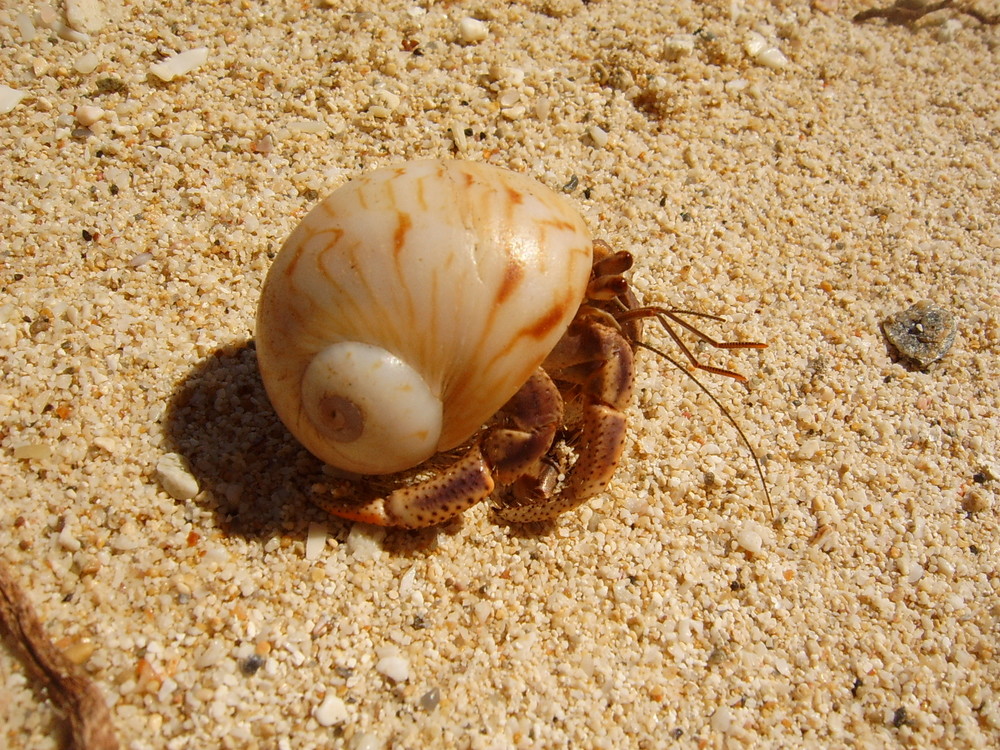 il paguro a spasso Foto % Immagini| animali, natura per il mondo ...