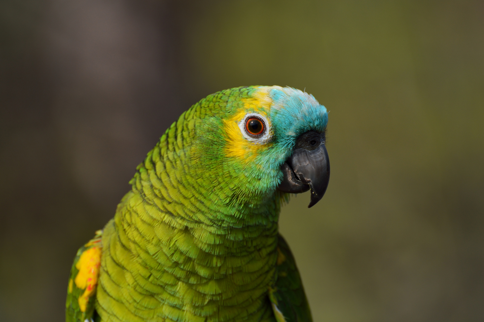 IL PAPAGALLO Foto % Immagini| animali, uccelli allo stato libero ...