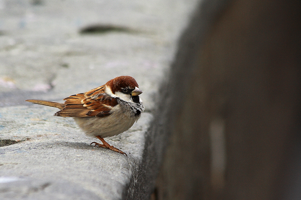 Il passerotto Foto % Immagini| animali, uccelli allo stato libero ...