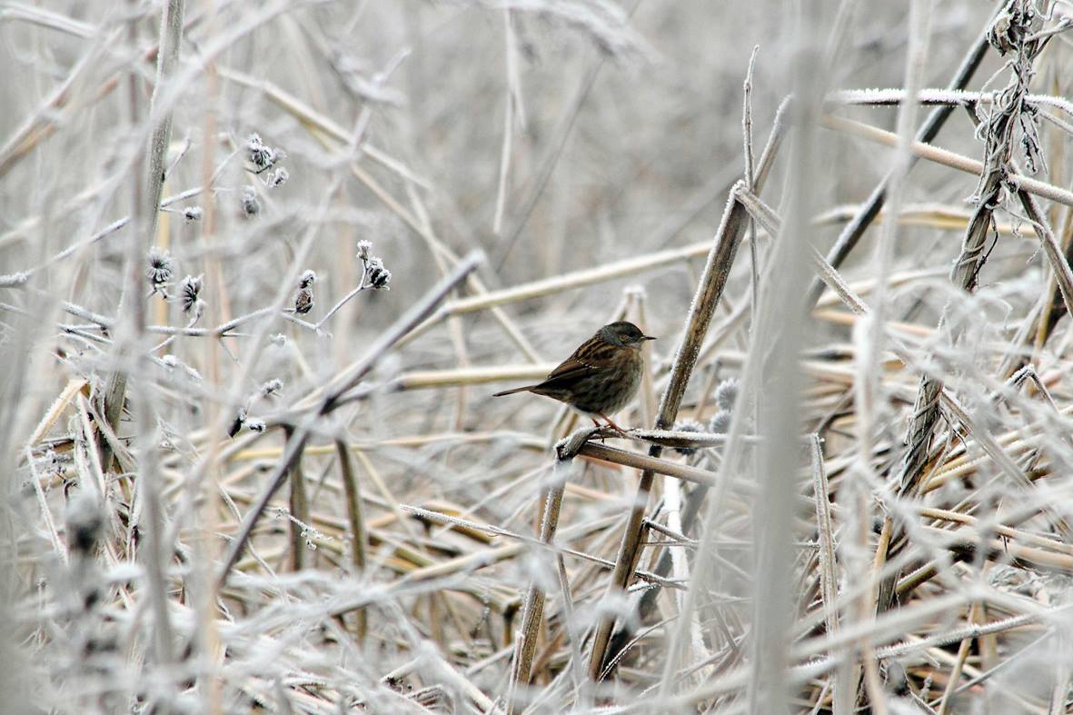 Il passerotto infreddolito Foto % Immagini| animali, natura Foto su ...