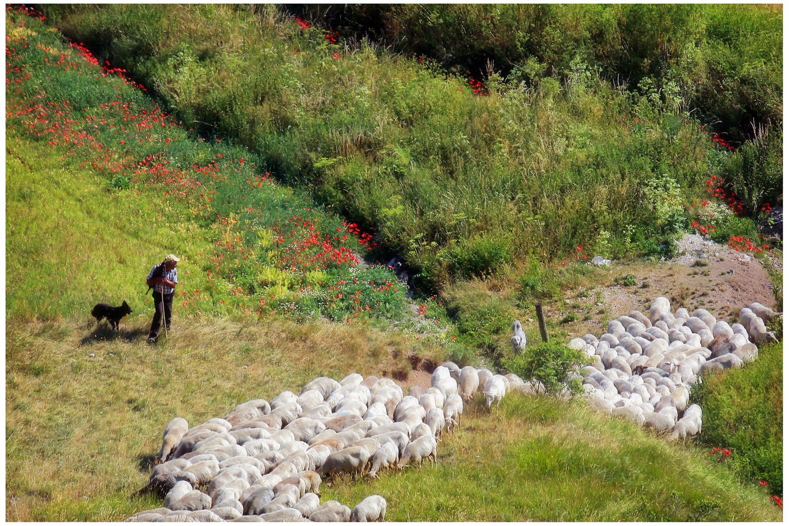 Il pastore Foto % Immagini| paesaggi, campagna, natura Foto su ...