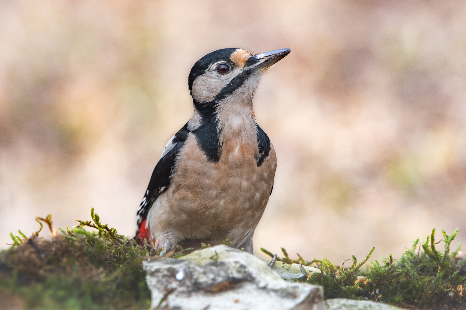 il picchio Foto % Immagini| animali, uccelli allo stato libero, animali ...