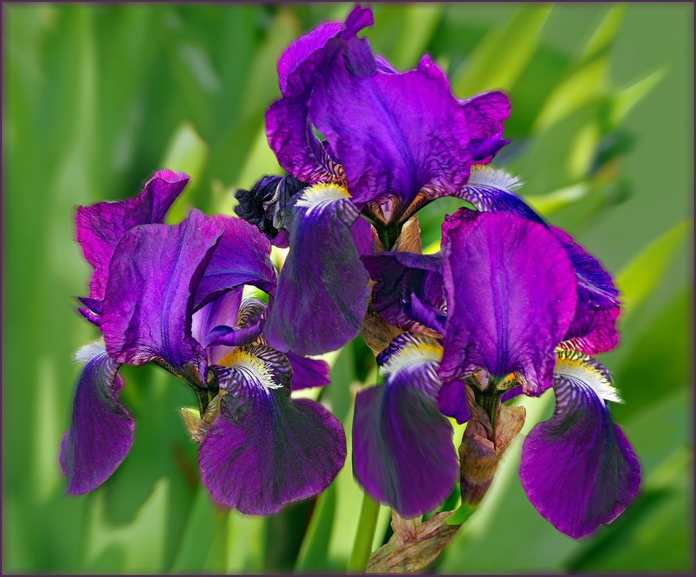 il profumo dell iris viola... Foto % Immagini| fiori, natura, piante ...