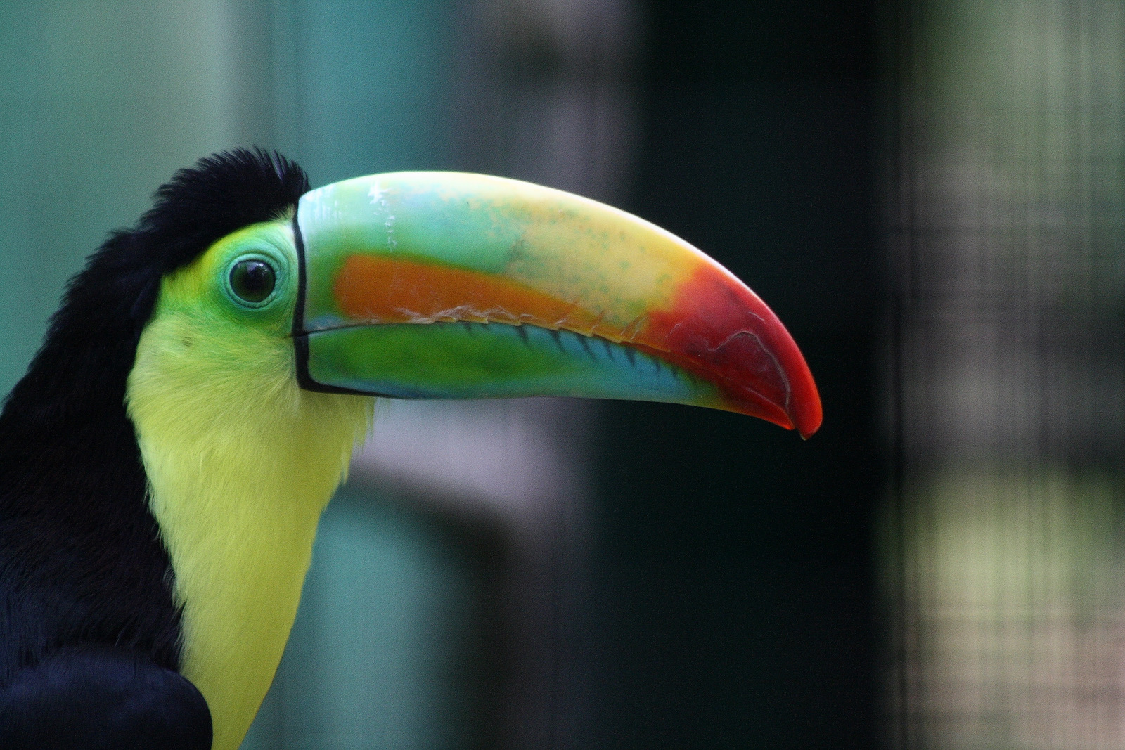 il tucano Foto % Immagini| animali, natura Foto su fotocommunity