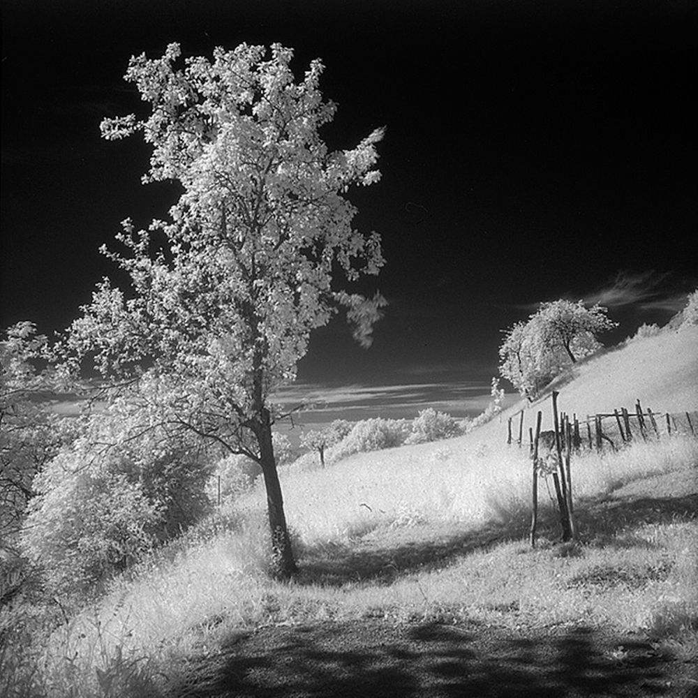 il vero infrarosso 6 Foto % Immagini| tecniche speciali, infrarosso ...