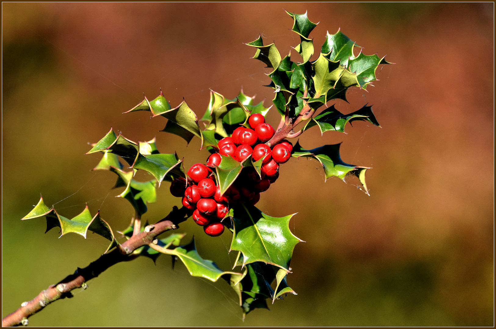 Ilex Foto & Bild | fotos, bäume, natur Bilder auf fotocommunity
