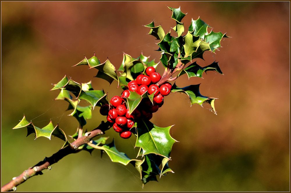 Ilex Foto & Bild | fotos, bäume, natur Bilder auf fotocommunity