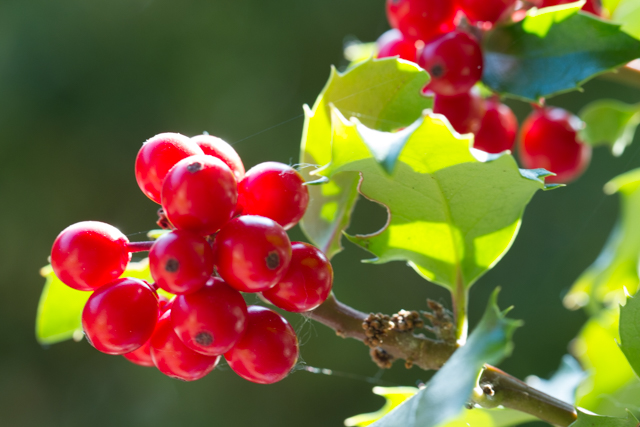 Ilex Foto & Bild | natur-makros, natur-kreativ, aufnahmetechniken ...