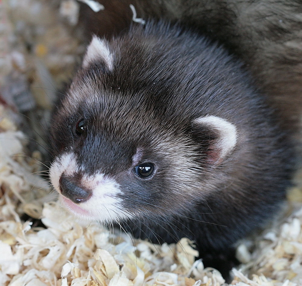 Iltis Foto & Bild | tiere, tierkinder, natur Bilder auf fotocommunity