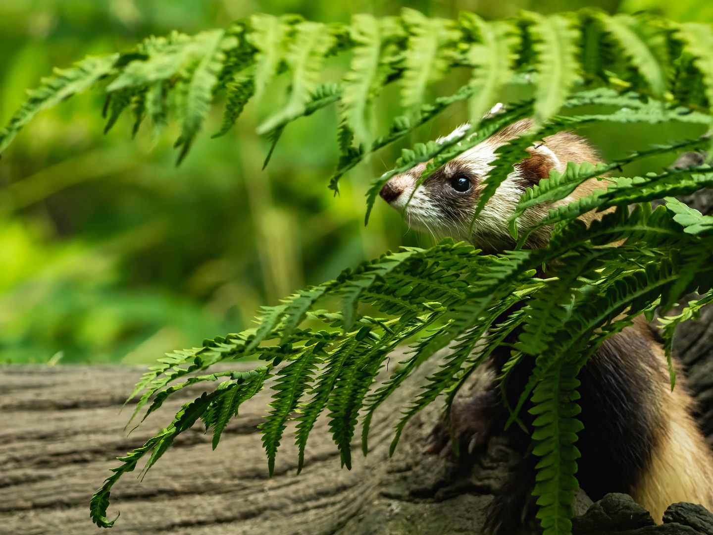 Iltis Foto & Bild | tiere, wildlife, wildlife luder-futterplätze Bilder ...