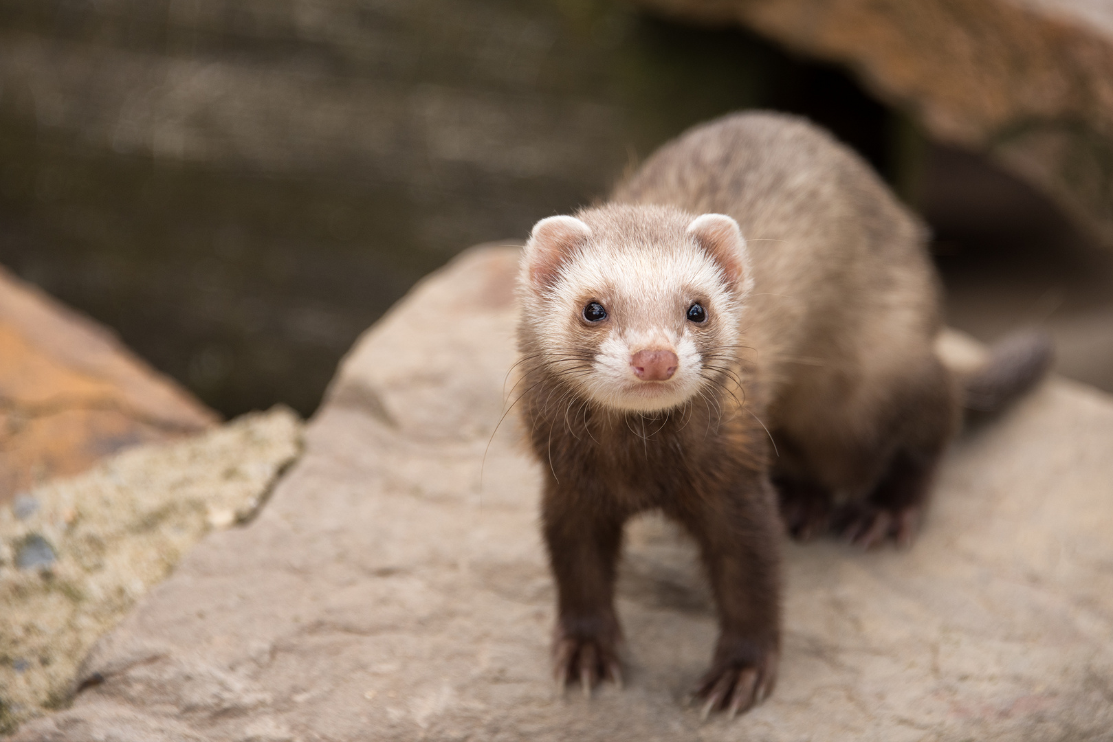 Iltisse Foto & Bild | natur, zoo, tiere Bilder auf fotocommunity