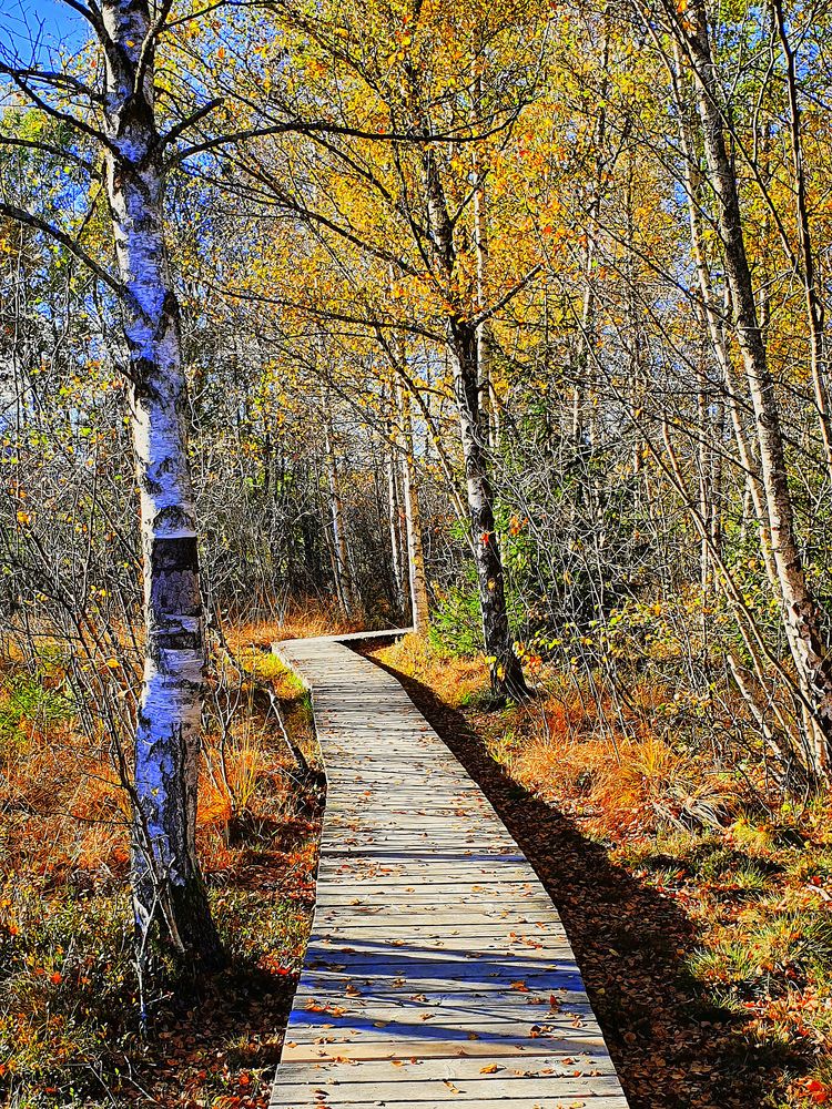 Im Agathazeller Moos Foto & Bild | deutschland, europe, bayern Bilder ...