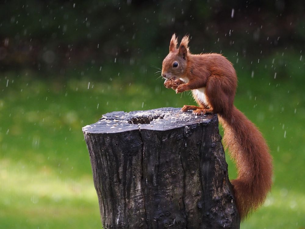 Im aktuellen Aprilwetter Foto & Bild | tiere, wildlife, säugetiere ...