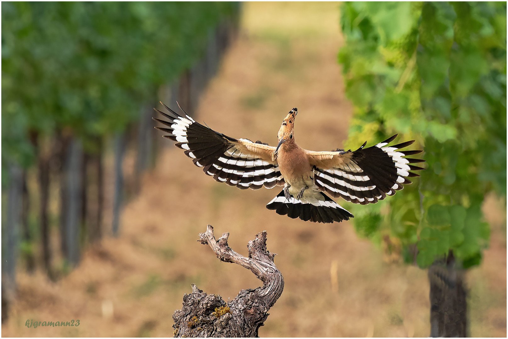 im anflug.... Foto & Bild | natur, landschaft, insekten Bilder auf fotocommunity