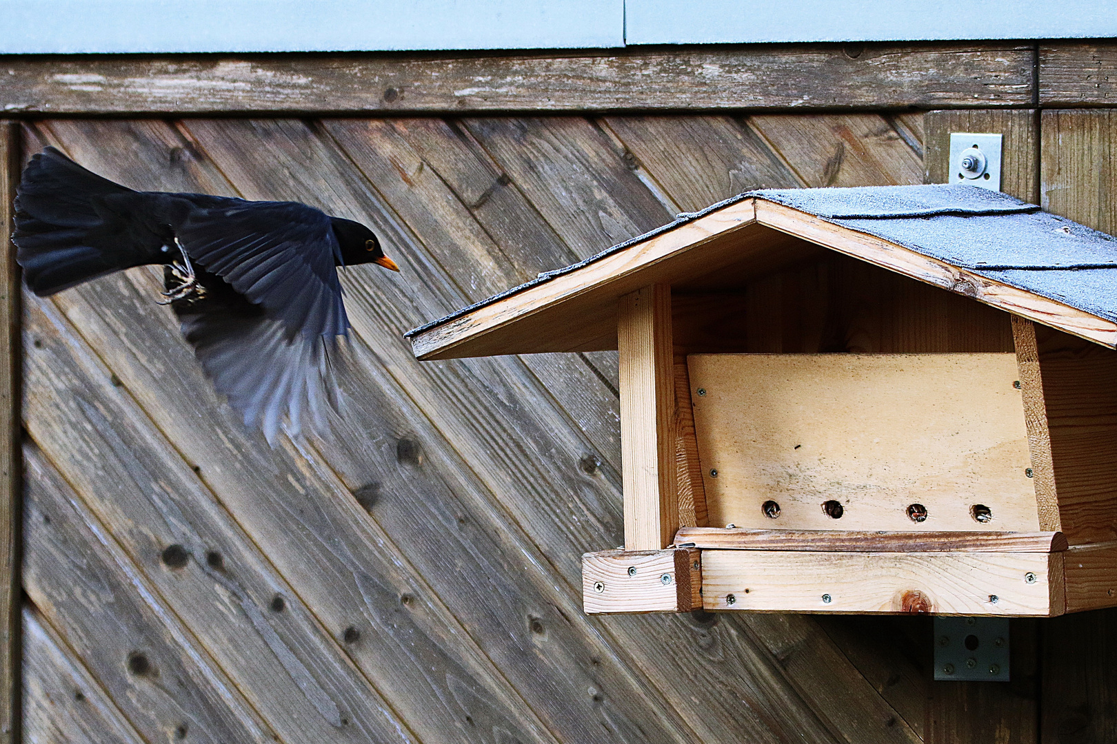 im Anflug auf das Futter Foto & Bild | natur, vögel, wildlife Bilder ...