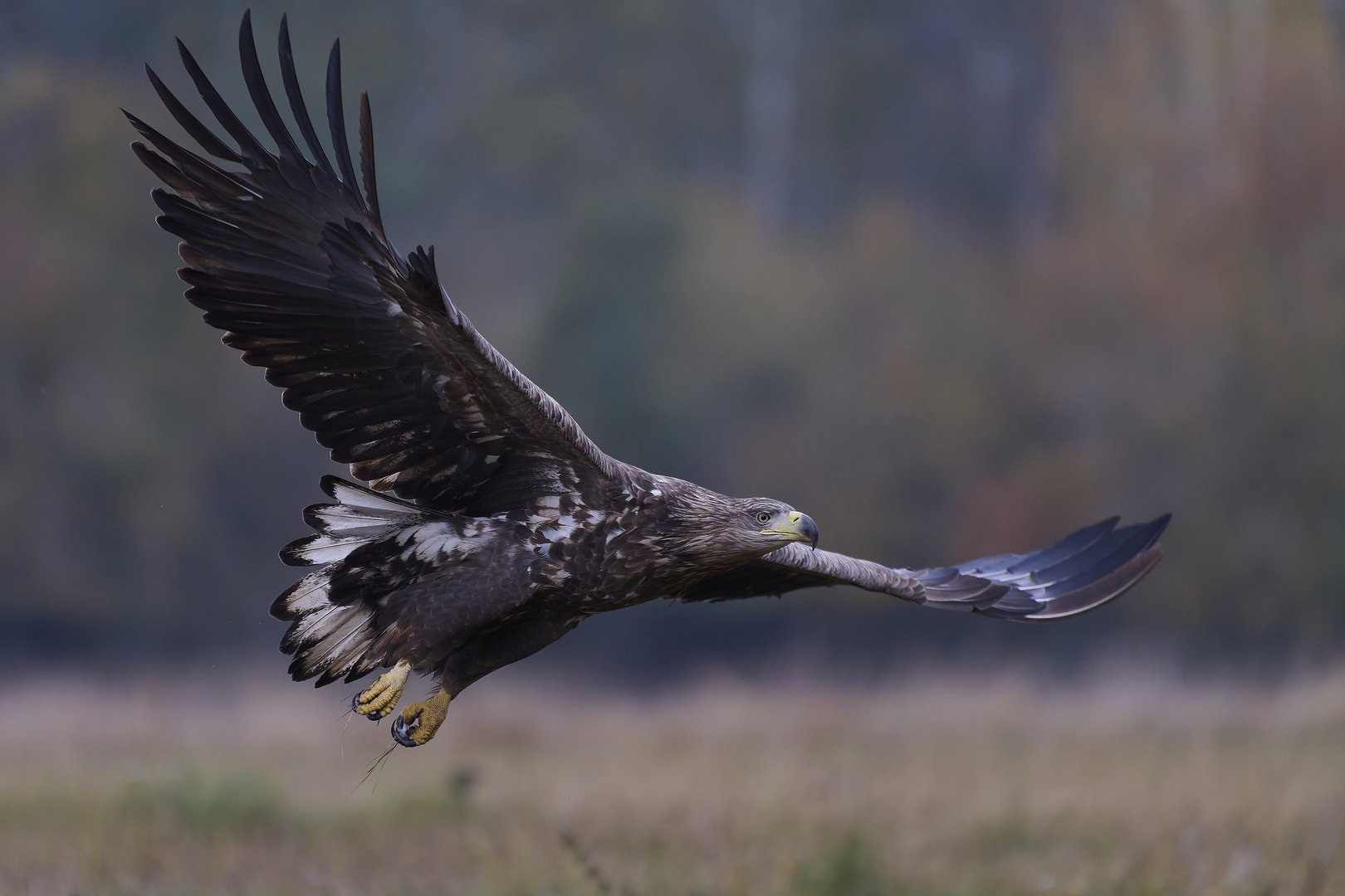 Im Anflug Foto & Bild | tiere, wildlife, vögel Bilder auf fotocommunity