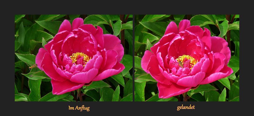 Collagen Bilder & Fotos