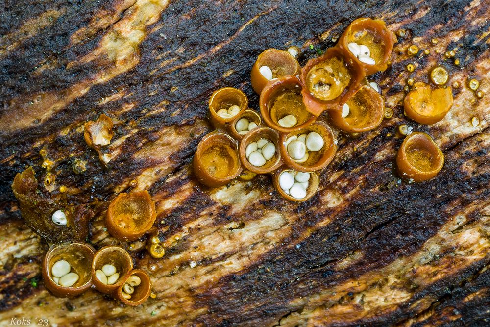 Im Angebot Foto & Bild | pflanzen, pilze & flechten, landschaft, pilze & flechten Bilder auf ...