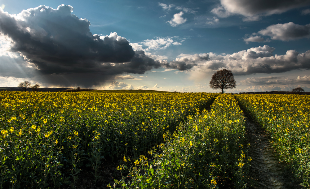 im April Foto & Bild | landschaft, äcker, raps Bilder auf fotocommunity
