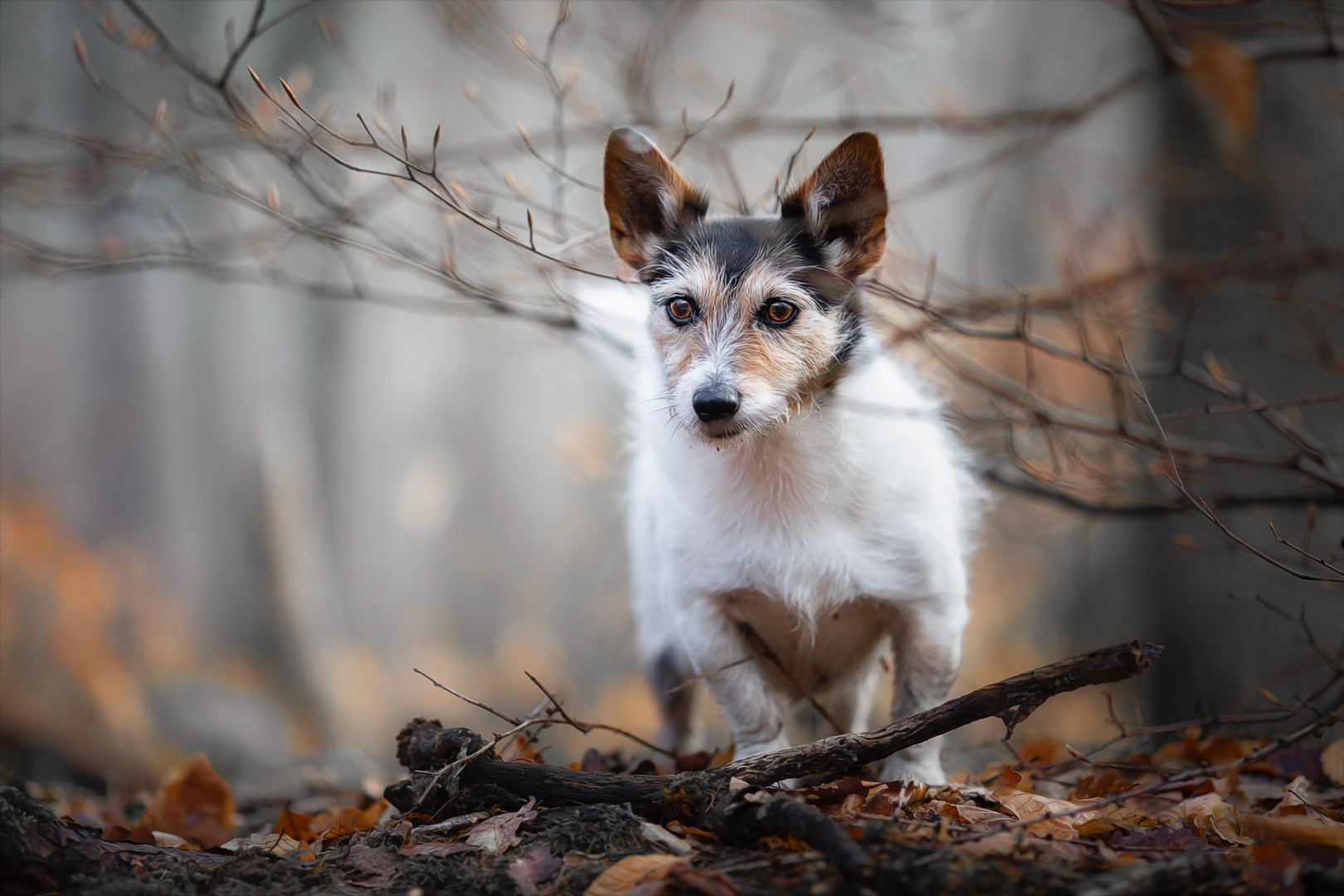 im April ... Foto & Bild | tiere, haustiere, hunde Bilder auf fotocommunity