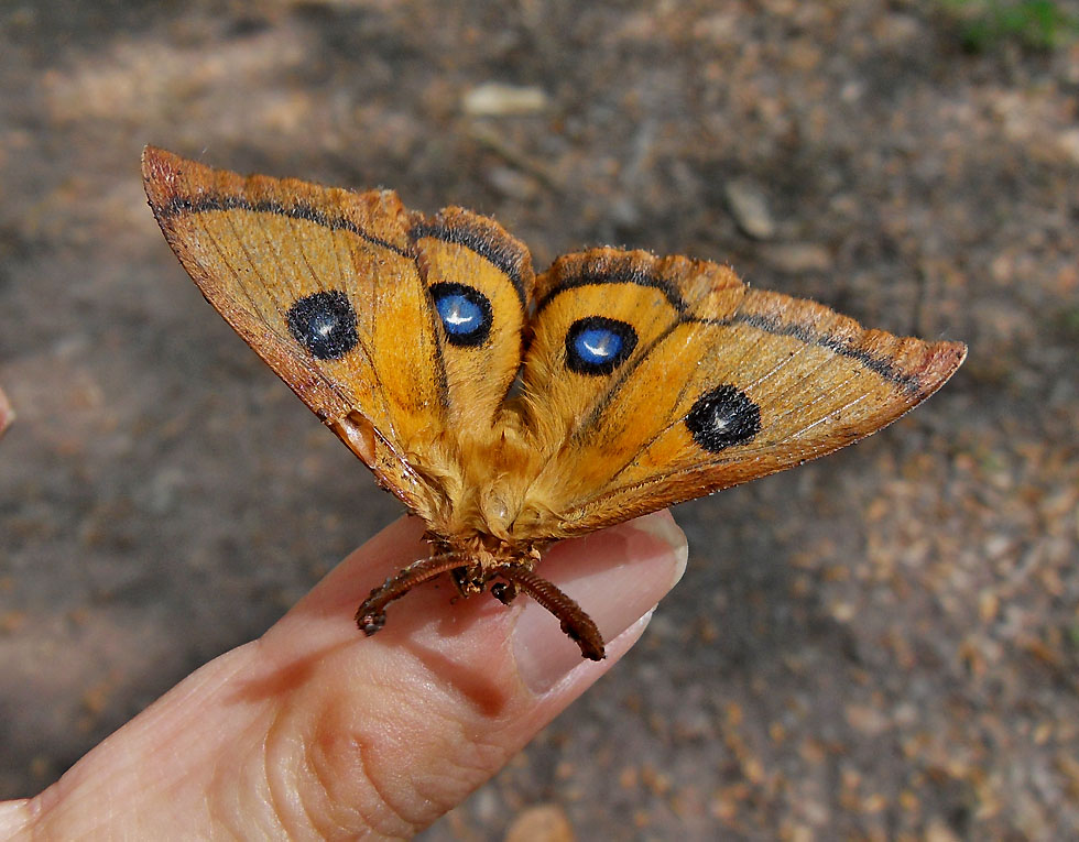 Im April vor 10 Jahren... Foto & Bild | natur, insekten, tiere Bilder ...