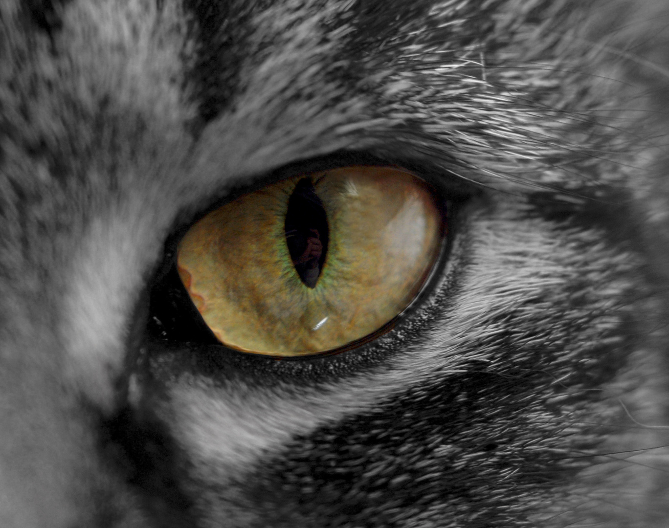 Im Auge Foto & Bild | tiere, tierdetails, natur Bilder auf fotocommunity