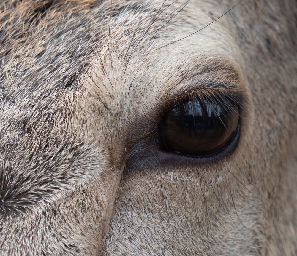 Im Auge des Rehs Foto & Bild | tiere, zoo, wildpark & falknerei, natur ...