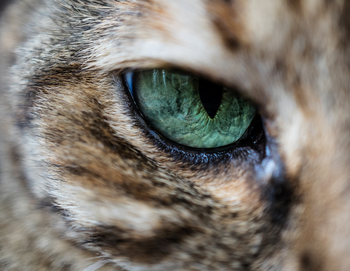 Im Auge des Tigers Foto & Bild | natur, katze, tier Bilder auf ...