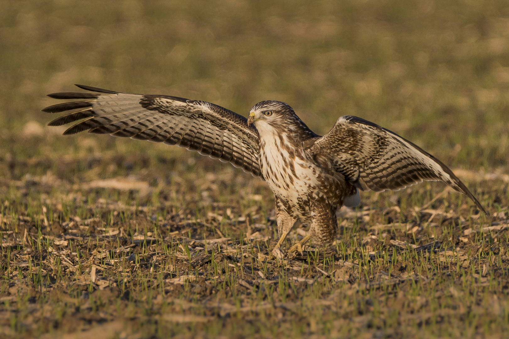 Im Augenblick scheinen die Bussarde .... Foto & Bild | feld, natur ...