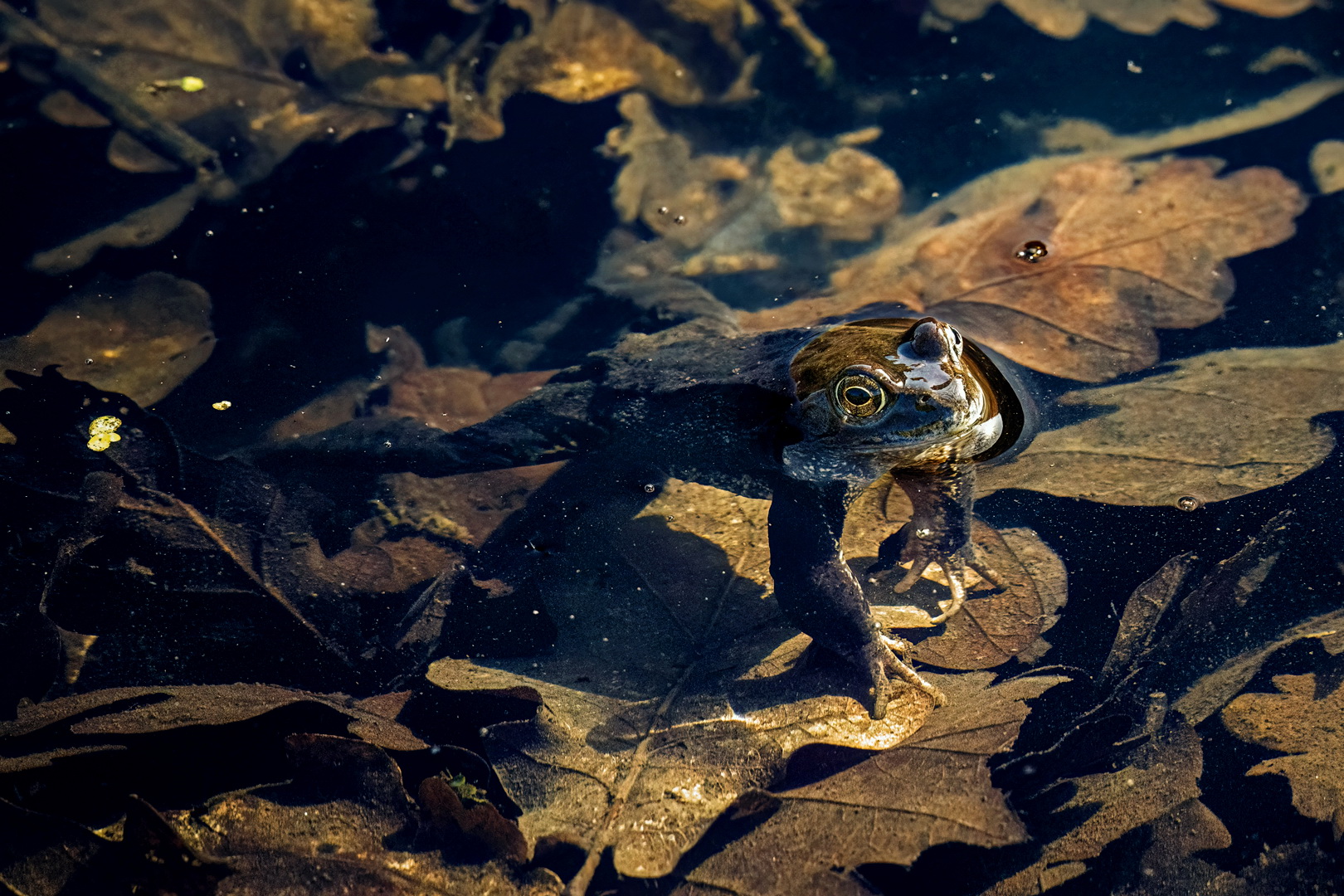 Im Bach Foto & Bild | spezial, frühling, natur Bilder auf fotocommunity