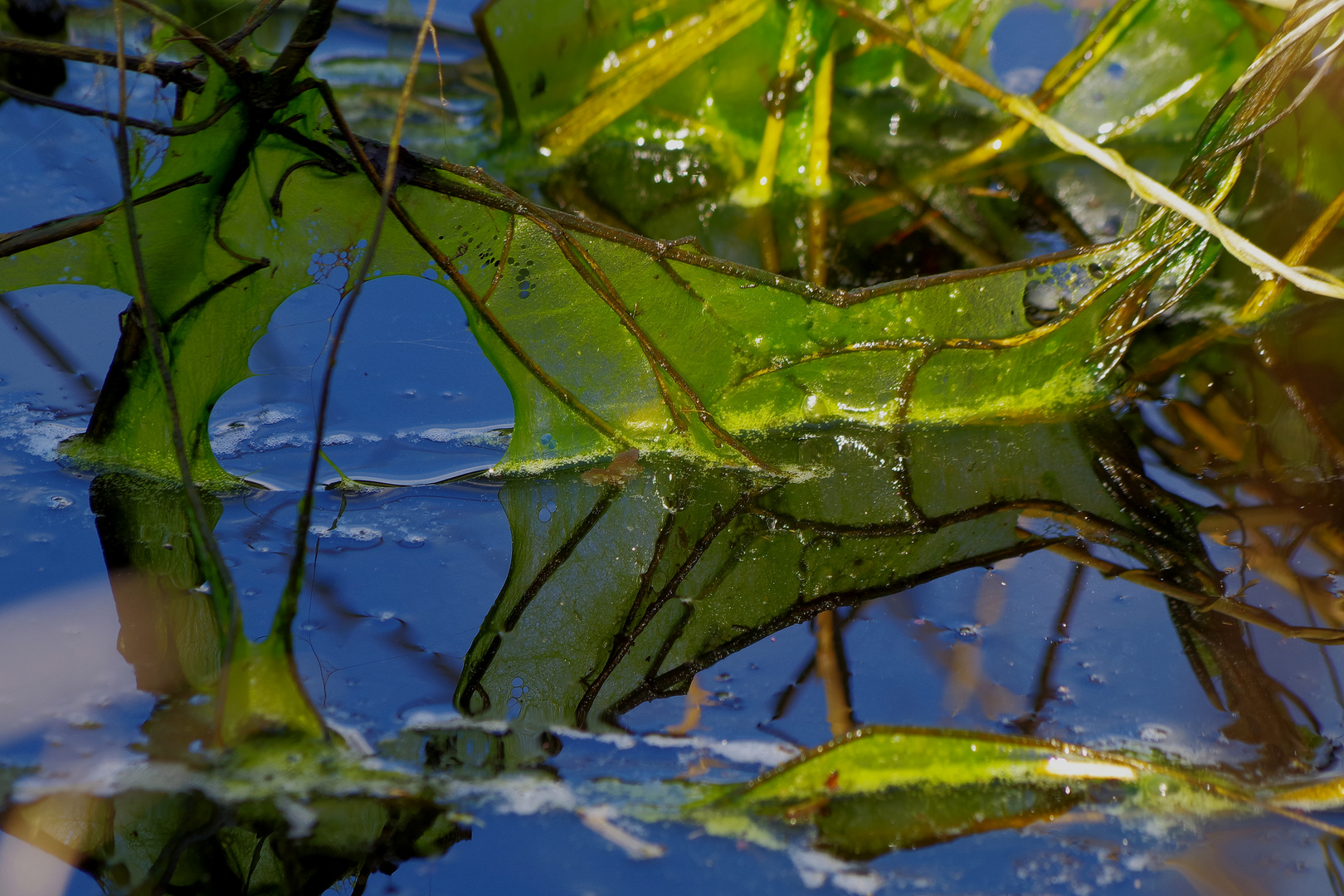 im Bach Foto & Bild | landschaft, projekte, bach, fluss & see Bilder ...