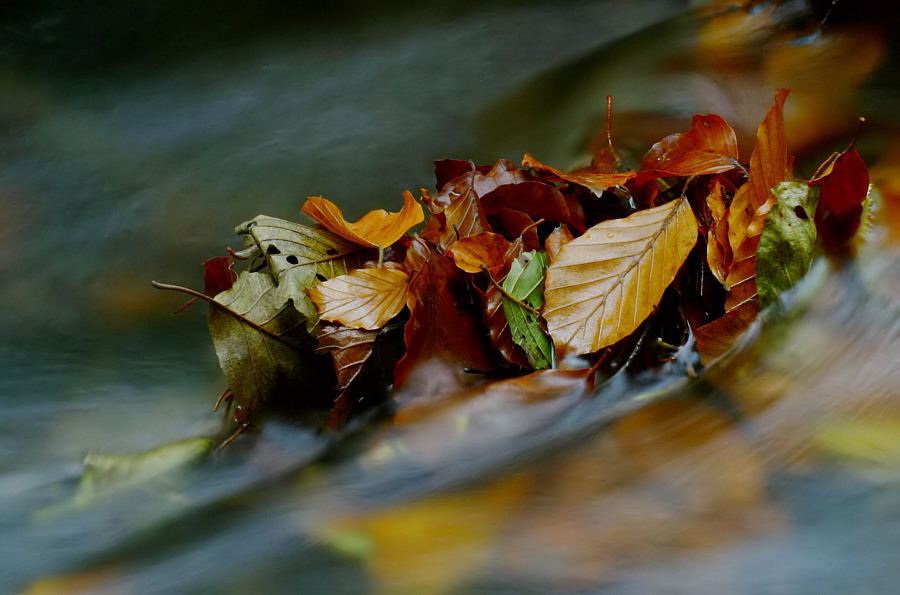 Im Bach Foto & Bild | 11 04 herbst, archiv projekte naturchannel ...