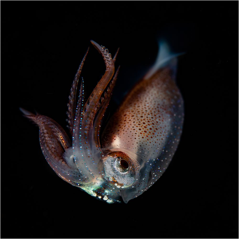 Im Blick des Kalmars Foto & Bild | night, world, nacht Bilder auf ...