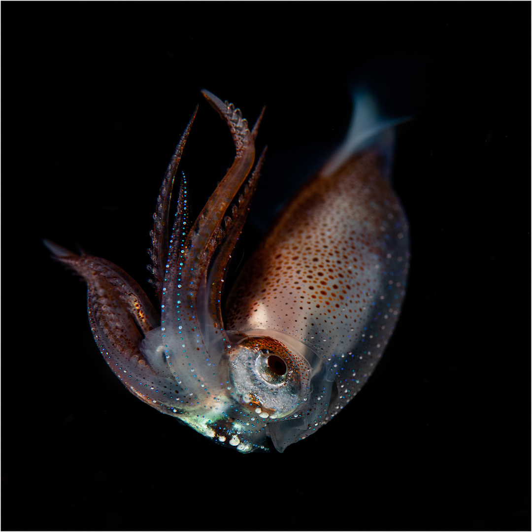 Im Blick des Kalmars Foto & Bild | night, world, nacht Bilder auf ...