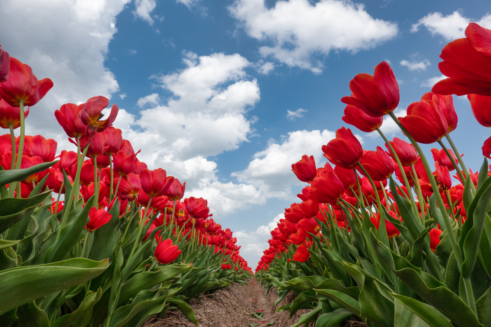 Im Blütenmeer Foto & Bild | europe, benelux, pflanzen, pilze & flechten Bilder auf fotocommunity