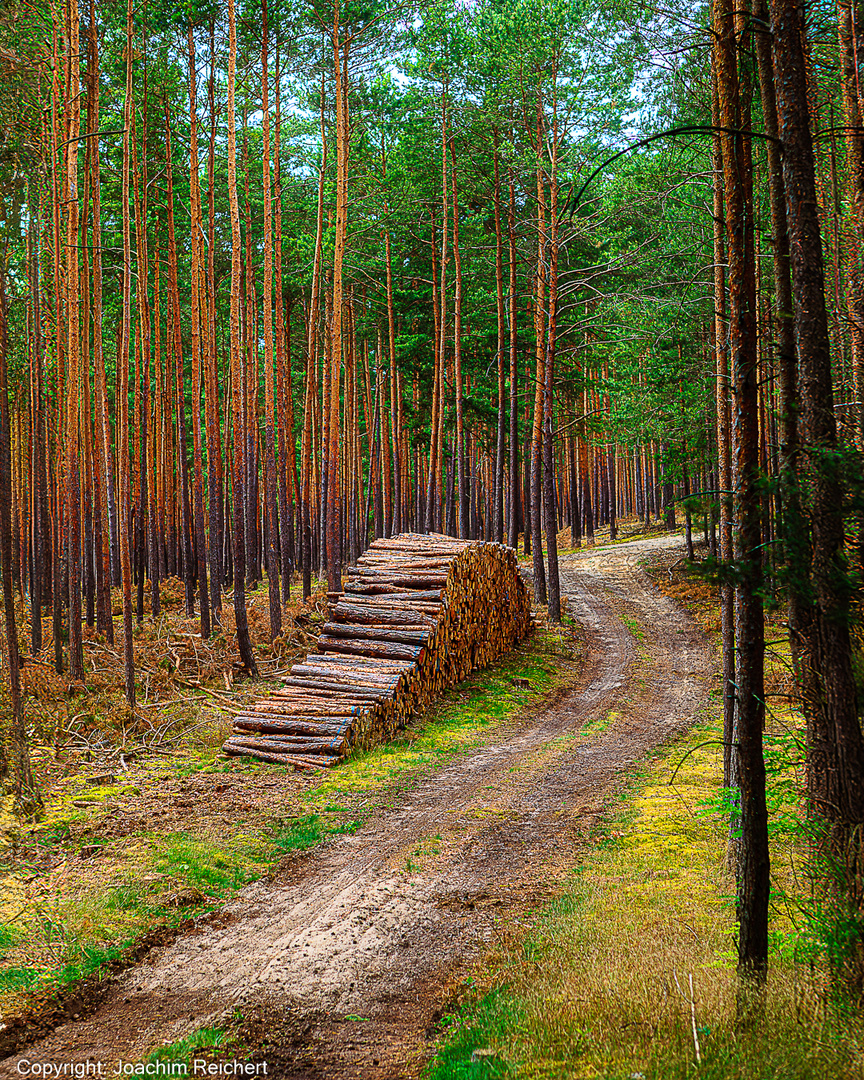 Im Brandenburger Wald Foto & Bild | industrie und technik, landschaft, wald Bilder auf fotocommunity