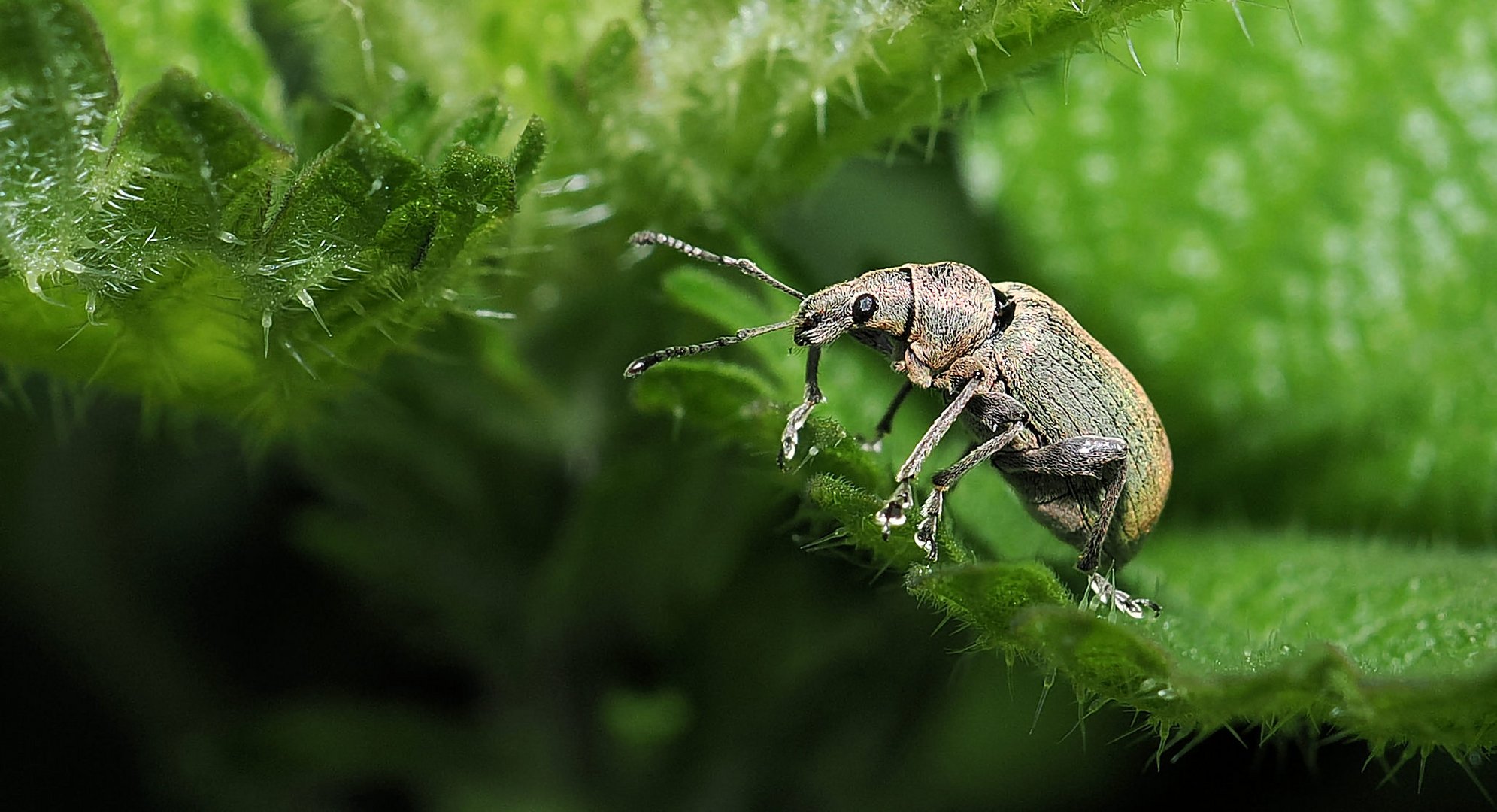 Im Brennessel Land …. Foto & Bild | natur, insekt, tiere Bilder auf ...