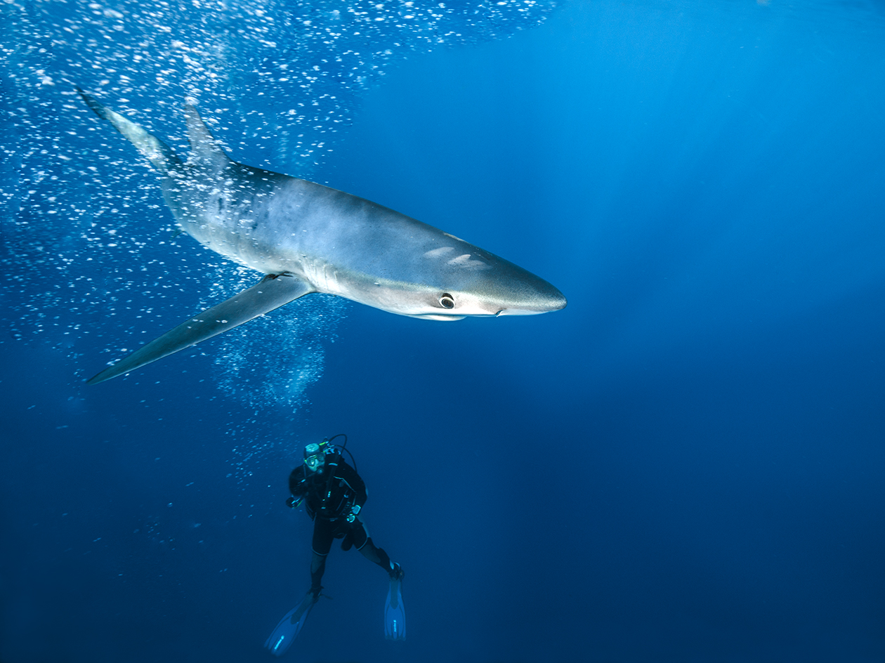 Im Brennpunkt... (Blauhai mit Taucher) Foto & Bild | natur, tiere ...