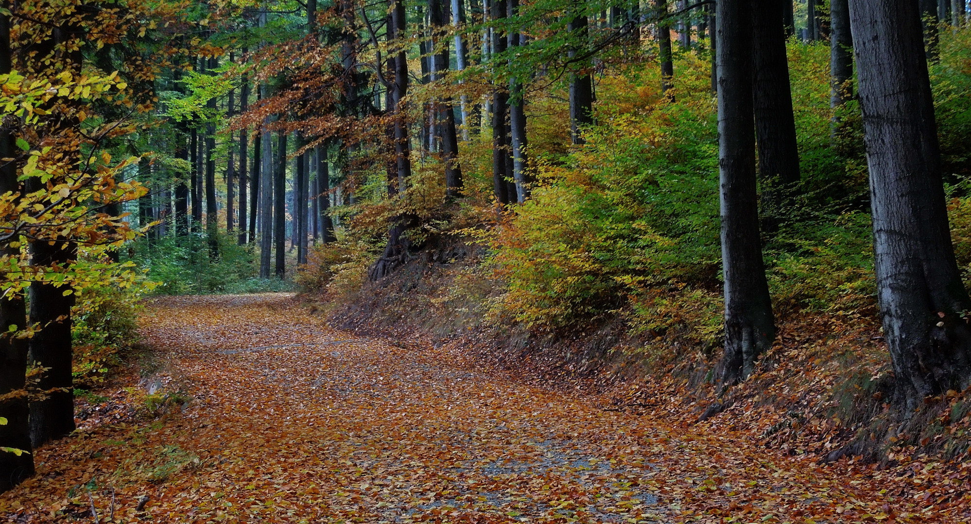 Im Buchwald Foto & Bild | landschaft, wege und pfade, hirschberger tal ...