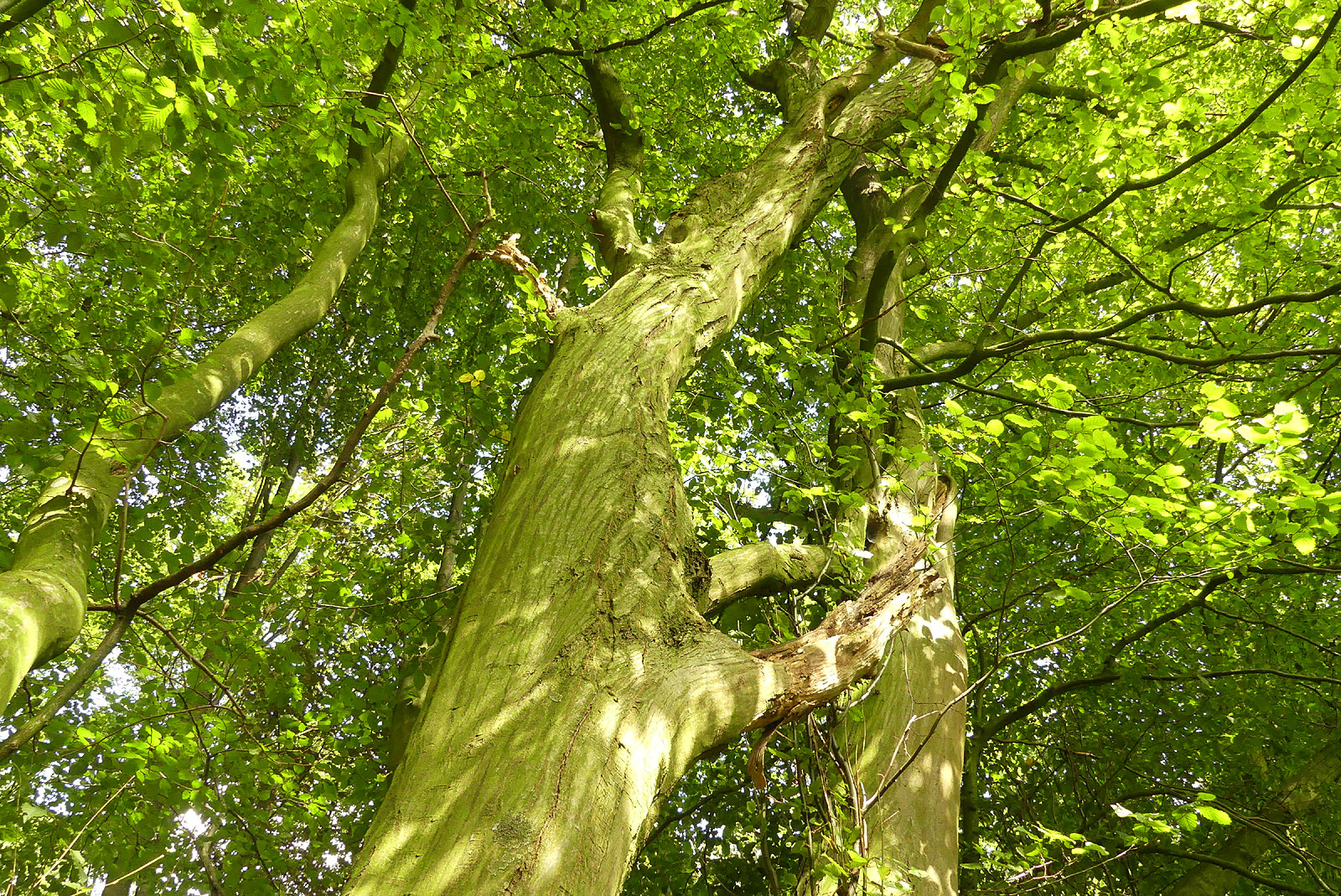 Im Deister Foto & Bild | wald, bäume, grün Bilder auf fotocommunity