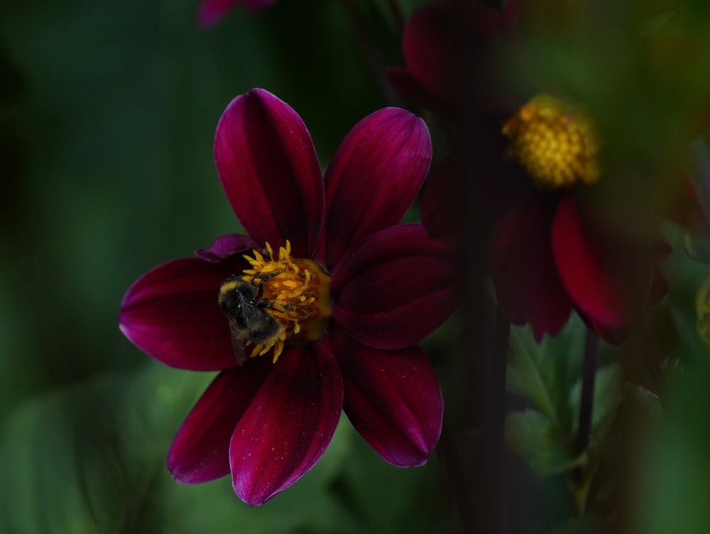 Im dunklen ist gut Pollen sammlen ;-) Foto & Bild | natur-makros, natur ...