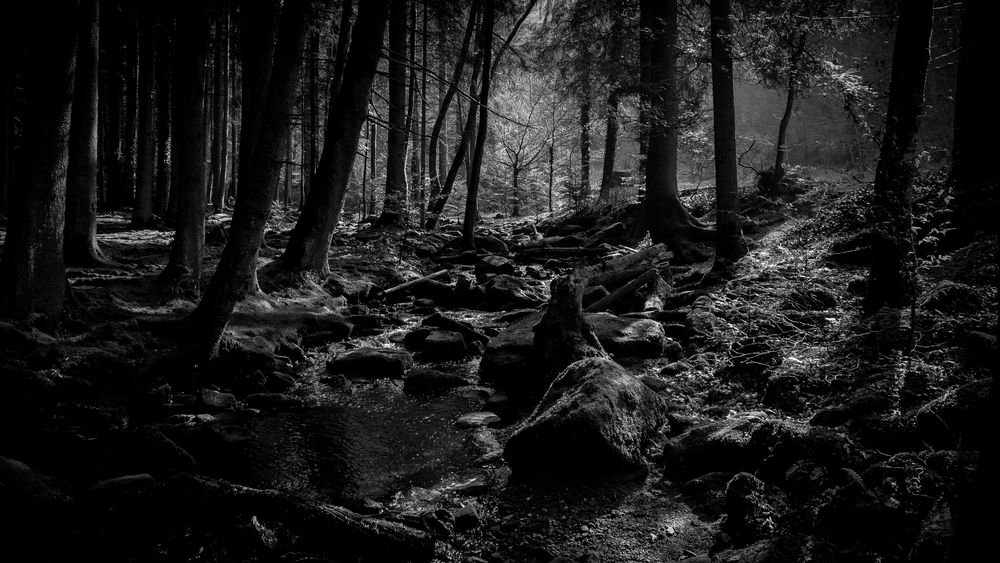 Im dunklen Wald Foto & Bild | landschaft, emotionen, bach, fluss & see ...