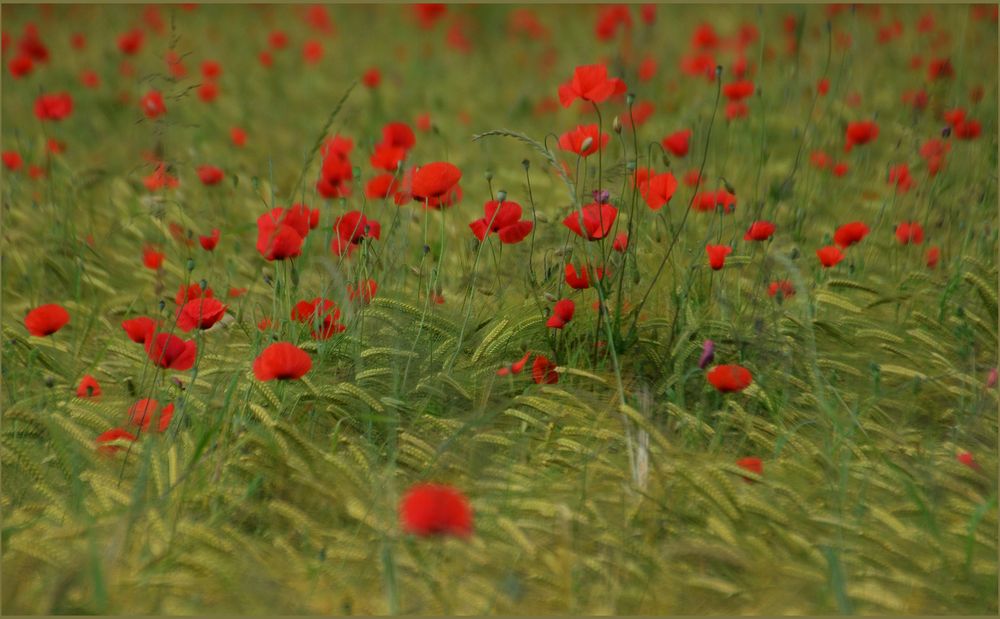 im Feld Foto & Bild | felder, natur, landschaft Bilder auf fotocommunity