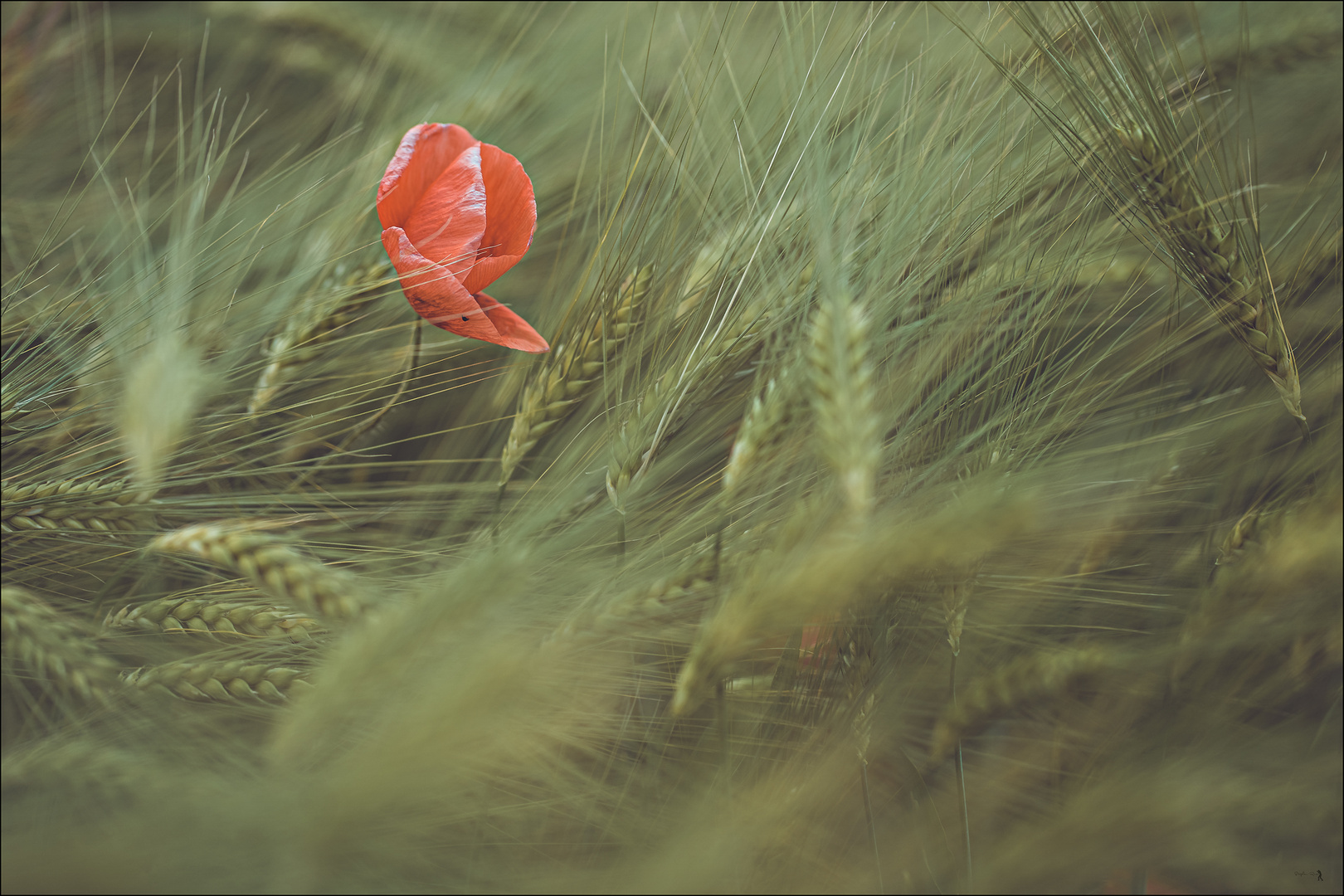 Im Feld Foto & Bild | fotos, outdoor, feld Bilder auf fotocommunity