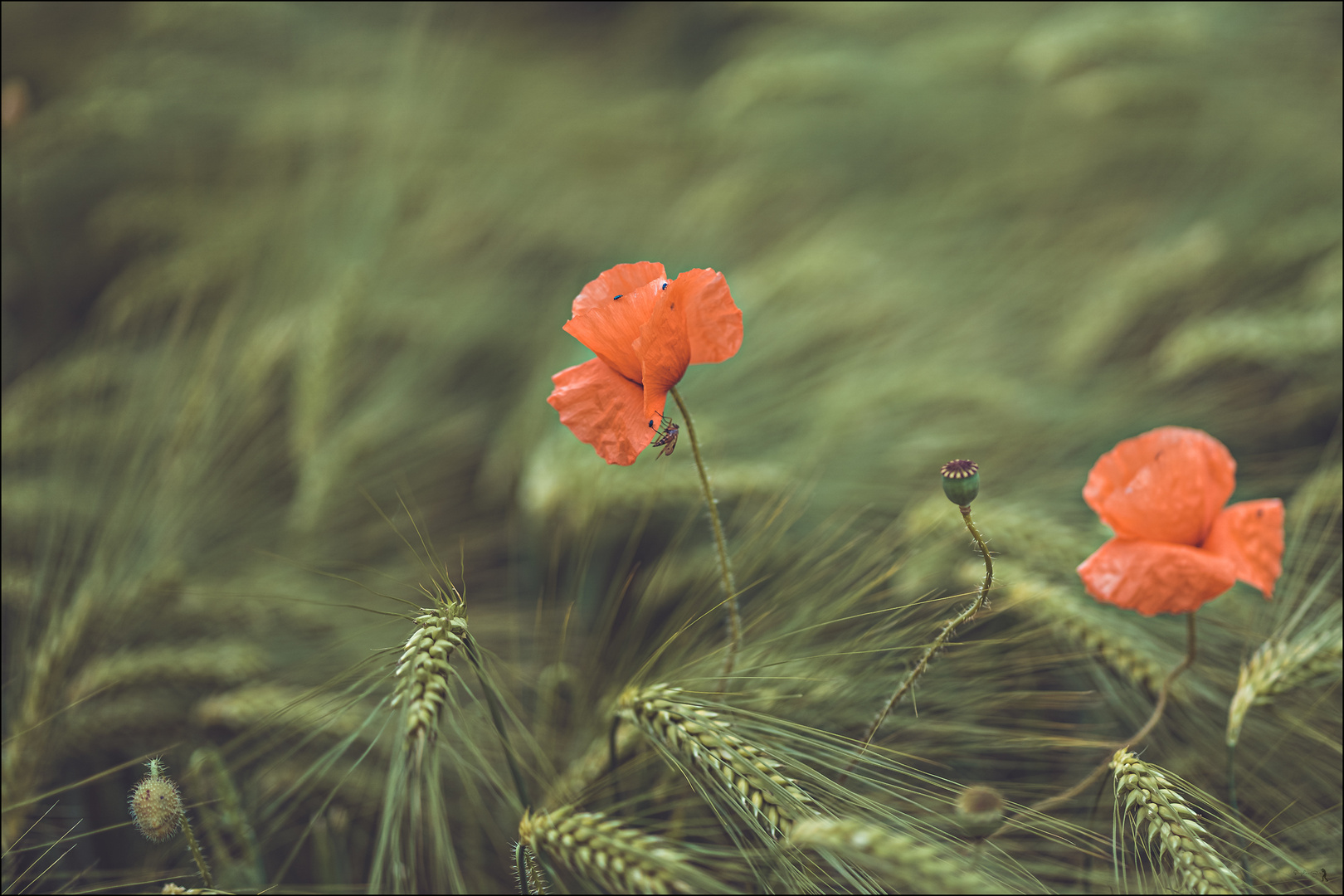 Im Feld Foto & Bild | fotos, feld, natur Bilder auf fotocommunity