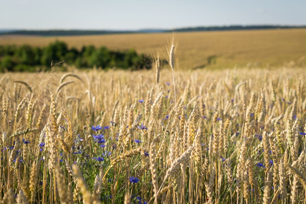 Im Feld Foto & Bild | pflanzen, pilze & flechten, getreide und ...