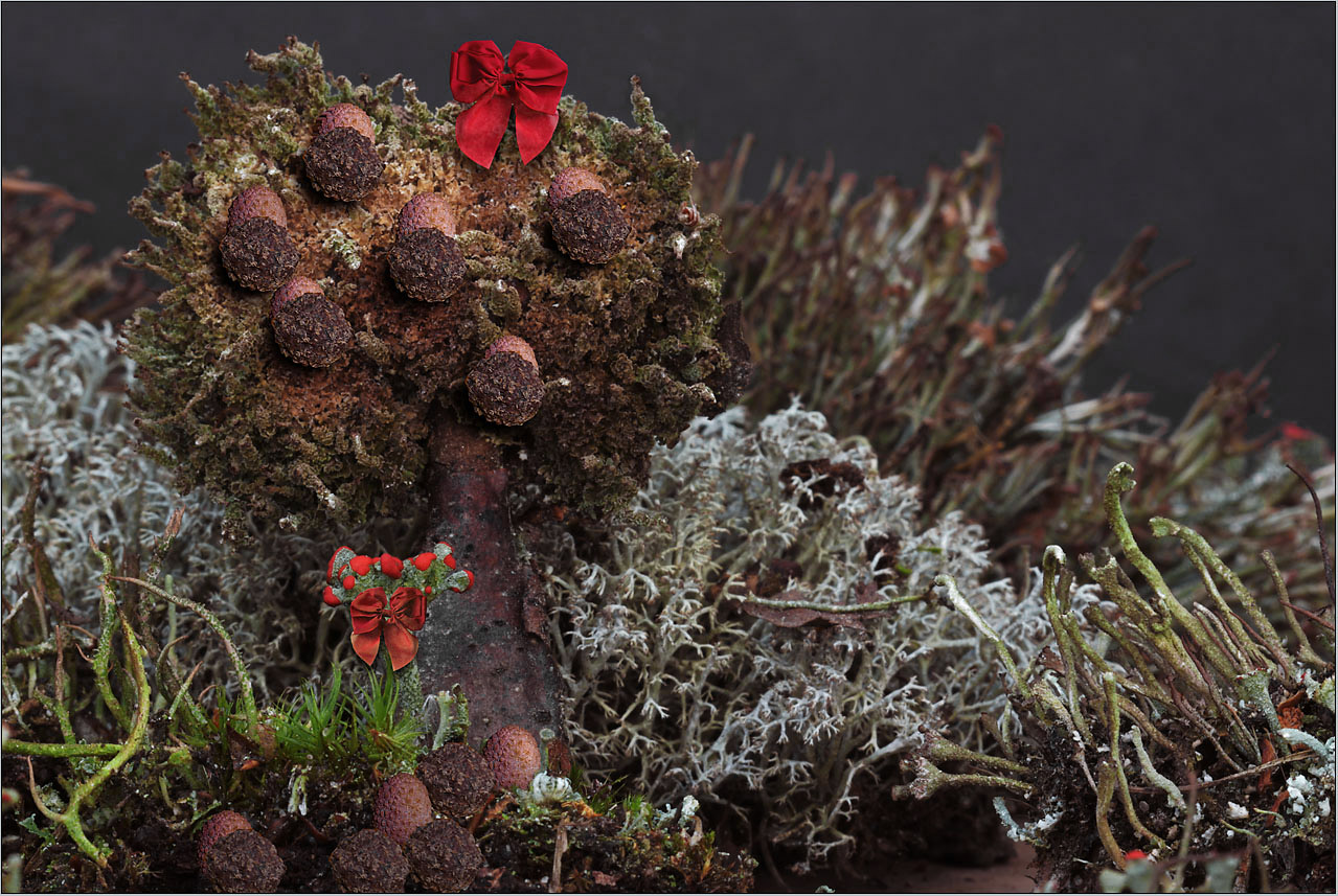 Im Flechtenland sind endlich die Adventskugeln reif ... Foto & Bild ...