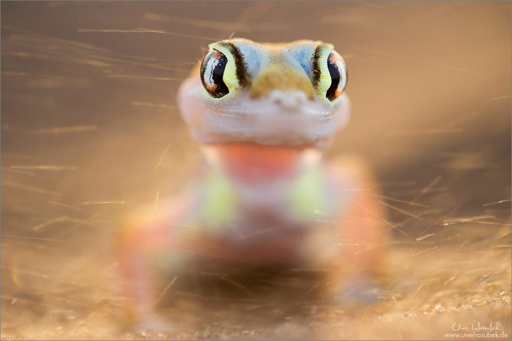 ***Im fliegenden Sand*** Foto & Bild | tiere, wildlife, amphibien ...