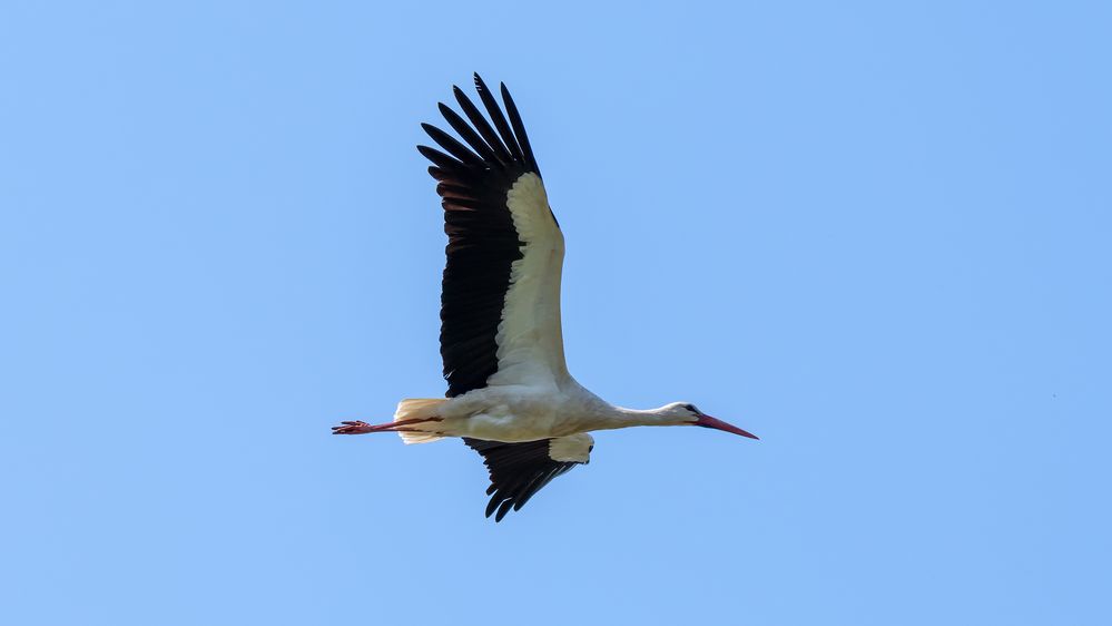 Im Flug Foto & Bild | deutschland, europe, brandenburg Bilder auf ...