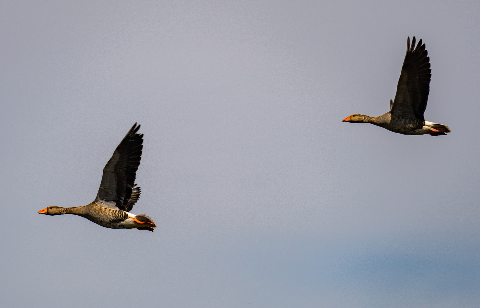 Im Flug Foto & Bild | tiere, wildlife, vögel Bilder auf fotocommunity